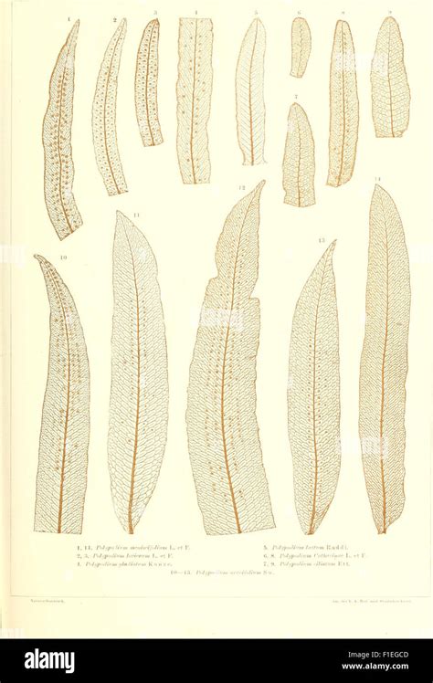 This 1865 Work Explores The Fossilized Ferns Found In Earths Crust Focusing On Their