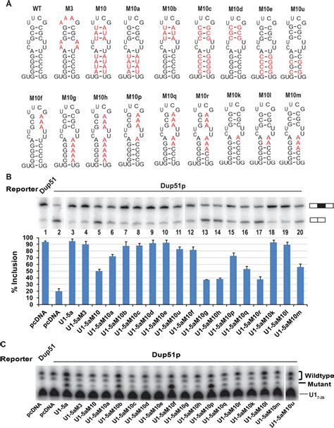 Figure From Stemloop Of U SnRNA Is Essential For Splicing And