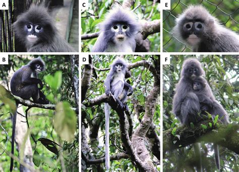 Photos Of Trachypithecus Phayrei A B Trachypithecus Popa Sp Nov Download Scientific