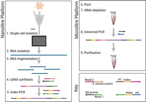 Why Do We Need To Isolate Rna At Joshua Mabon Blog