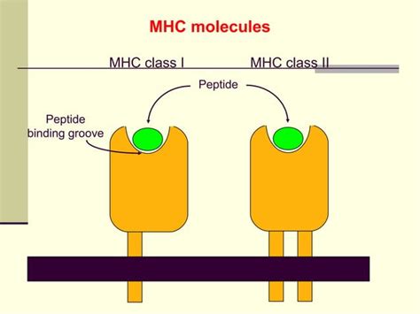 Major Histocompatibility Complex Ppt