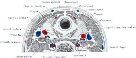 Thyroid Anatomy Cross Section