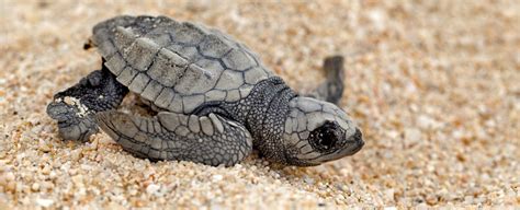 Superstition Over Sexual Pleasure Is Putting Panamas Sea Turtles At Risk Sciencealert