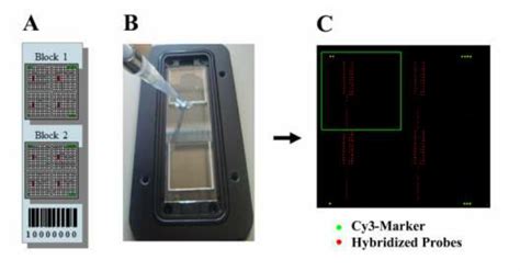 A Schematic Overview Of A Microarray Slide Consisting Of Two Download Scientific Diagram