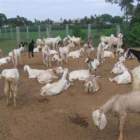 Goat Farm Layout Development In Lucknow Id 2854646233312 Goat Farm Layout Development In Lucknow Id 2854646233312
