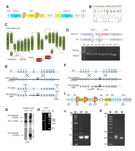 Generation Of Pg213r Clcn7 Knock In B6 Mice Download Scientific Diagram