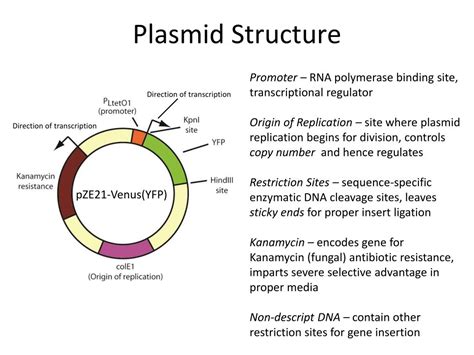 Ppt Basic Dna Science Powerpoint Presentation Free Download Id