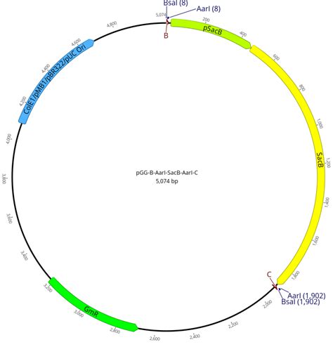Pgg B Aari Sacb Aari C Vector Vault