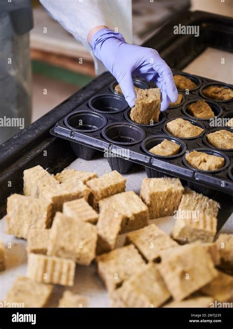 Close Up Of Woman Hands Holding Seed Starter Plug For Planting Female