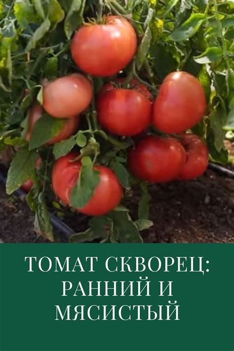 Томат Скворец Описание Фото Отзывы — Bluemorphotours.ru