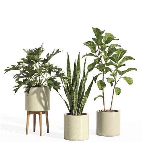 Растения в горшках Набор для помещений 66 3d модель Greatcatalog 44951