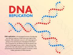 Free DNA Replication PowerPoint And Google Slides Template PPT Slides