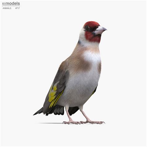 European Goldfinch 3d Model Download Birds On