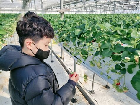 아딸농원 서울근교 포천딸기체험 딸기잼만들기 네이버 블로그