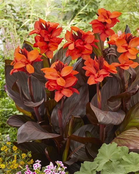 Kana Dosna Happy Julia Cannasol 1 Hlíza Oranžovočervená