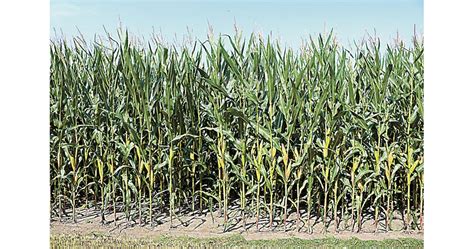 Уникална мрежа за размножаване на семена работи във френските ферми Български Фермер