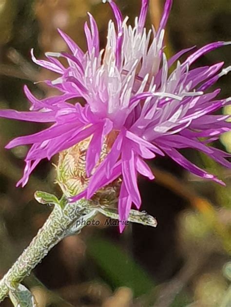 Centaurée En Panicule Alpes Bota