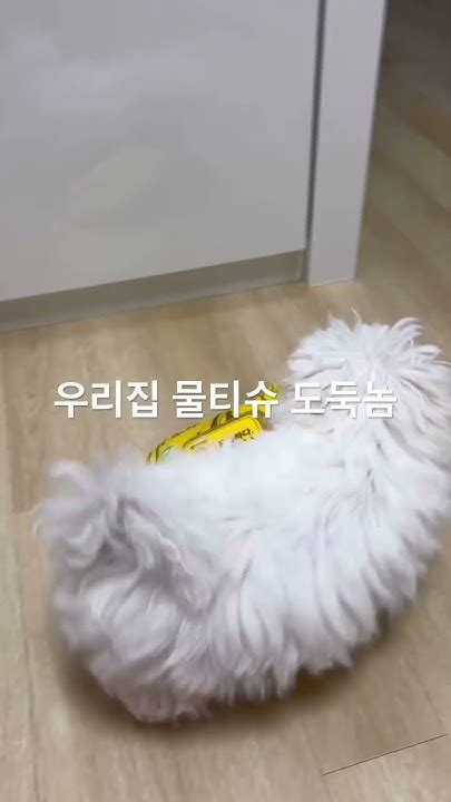 우리집 대장 준이🐶🫶 Youtube