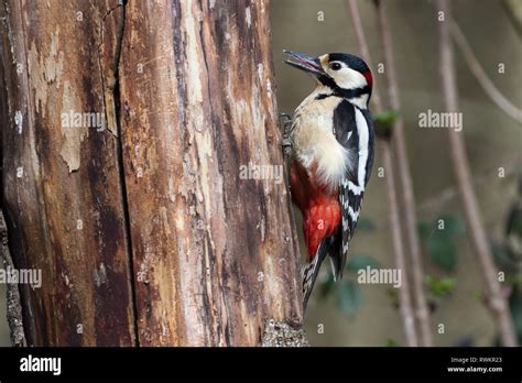 Männlicher Buntspecht Stockfotos And Männlicher Buntspecht Bilder Alamy