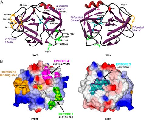 Nonoverlapping Epitopes Recognized By Three Groups Of Murine Mabs With
