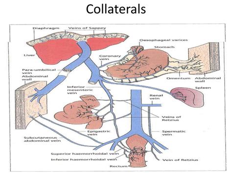 Ppt Liver Cirrhosis And Its Complications Powerpoint Presentation