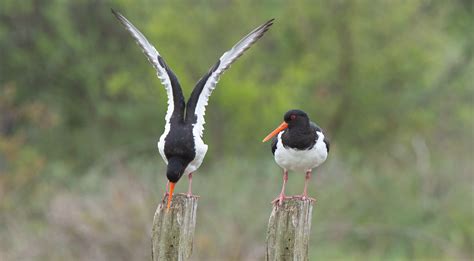 Austernfischer Foto And Bild Natur Nordsee Tiere Bilder Auf Fotocommunity