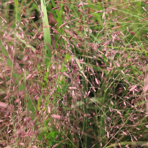 Purple Love Grass Johnsons Nursery Buy Plugs Online