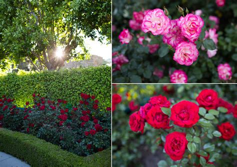 Disneyland Hotel Rose Garden Weddings California Disneyland Hotel