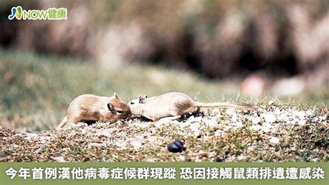 今年首例漢他病毒症候群現蹤 恐因接觸鼠類排遺遭感染｜四季線上4gtv