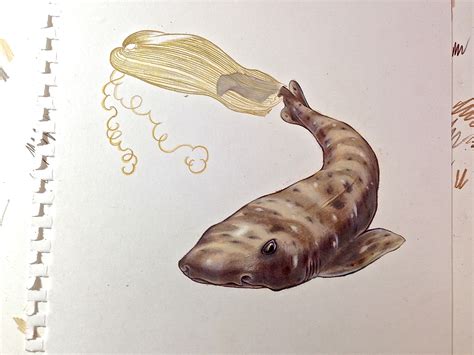 Swell Shark Behance