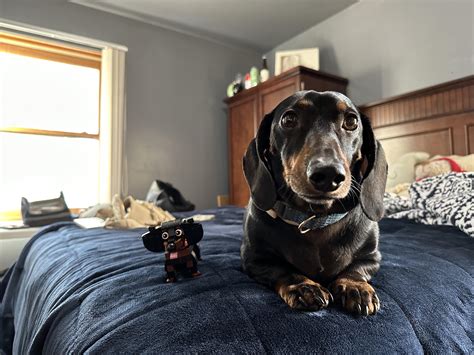 Rudy And Lego Rudy R Dachshund