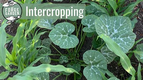 Intercropping YouTube