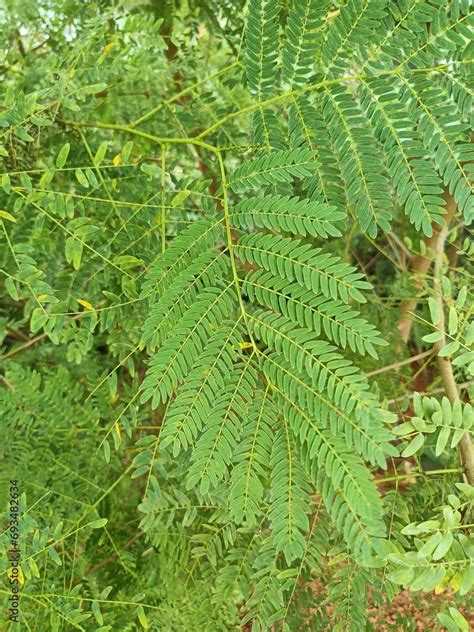 Leucaena Leucocephala Is A Small Fast Growing Mimosoid Tree Native To