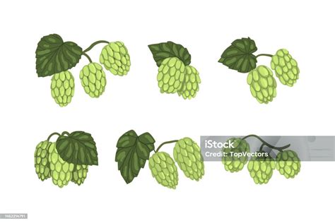 원뿔과 잎이있는 신선한 녹색 홉 식물 맥주 알코올 음료 생산 벡터 일러스트 레이 션에 대 한 천연 맥아 성분 0명에 대한 스톡 벡터 아트 및 기타 이미지 Istock