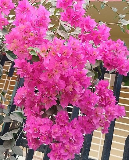 প্রকৃতি প্রেম Facebook