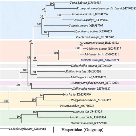 Phylogenetic Tree Of Nymphalidae Maximum Likelihood Ml Method Was Download Scientific