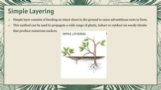 Layering Techniques In Botany Its Types PPTX