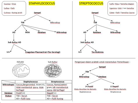 Menentukan Bakteri Staphylococcus Dan Streptococcus Analis Kesehatan