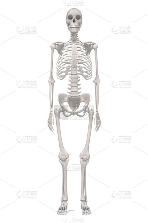 人类骨架 女性 垂直画幅 躯干 形状 绘画插图 科学 人头骨 充满的 三维图形素材 花瓣网