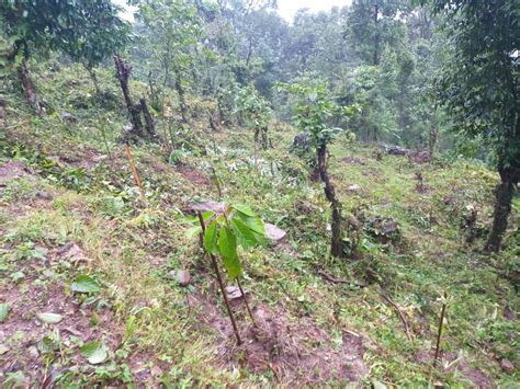 Plant A Tree For The Himalayan Biodiversity In Sikkim Greet With Trees