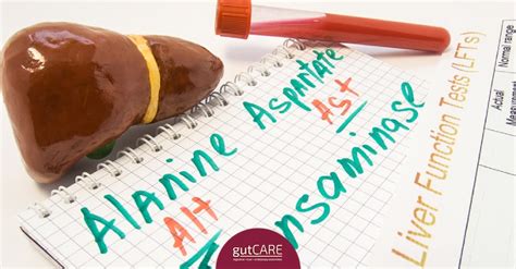 AST And ALT Levels What Does It Mean When They Are Elevated