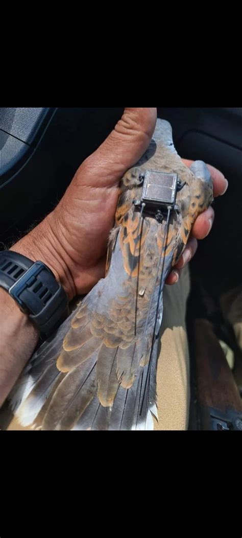 Guys My Uncle Just Caught This Bird That Was On His Porch This Is Undeniable Proof That