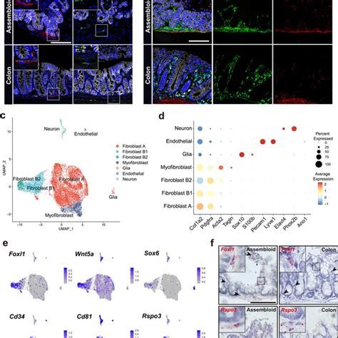 Stromal Cellular Complexity Of Colon Assembloids A Immunofluorescence