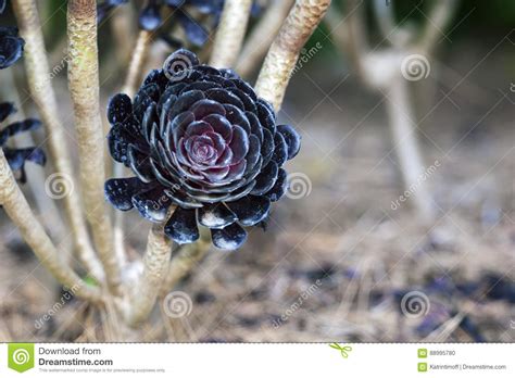 Fundo Da Planta Carnuda Do Aeonium Foto De Stock Imagem De Deserto Planta 88995780