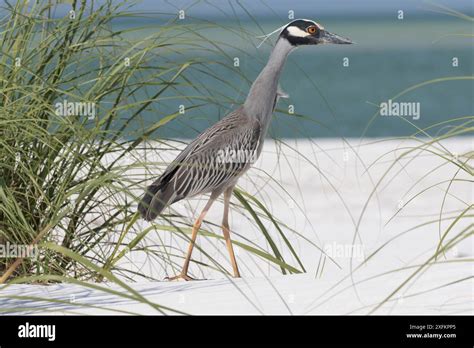 Yellow Crowned Night Heron Nyctanassa Violacea Stalking Ghost Crabs