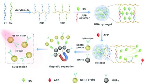 Schematic Diagram Of The Aptamer Biosensor For Afp Detection Based On Download Scientific