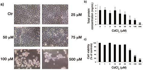 The Environmental Pollutant Cadmium Promotes Influenza Virus