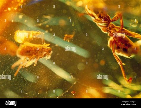 Fossil Flea In Amber Close Up Of A Fossilized Flea Order Siphonaptera Preserved In Amber