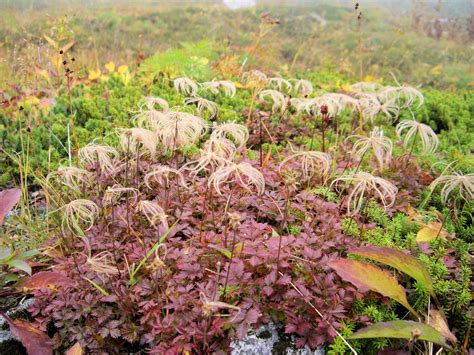 Pichori 長野県木曽駒ヶ岳 チングルマの実