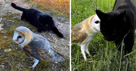 A Perplexed And Unbelievable Friendship Has Formed Between An Owl And A